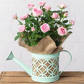 House Plants by Post - Indoor Plants Online | FlowersbyPost4u.com
