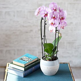 House Plants by Post - Indoor Plants Online | FlowersbyPost4u.com
